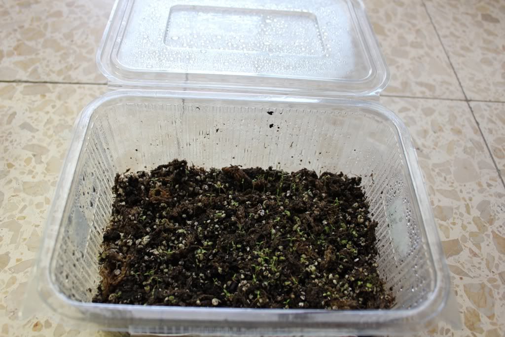 Nepenthes seed germination | TerraForums Venus Flytrap, Nepenthes, Drosera and more talk