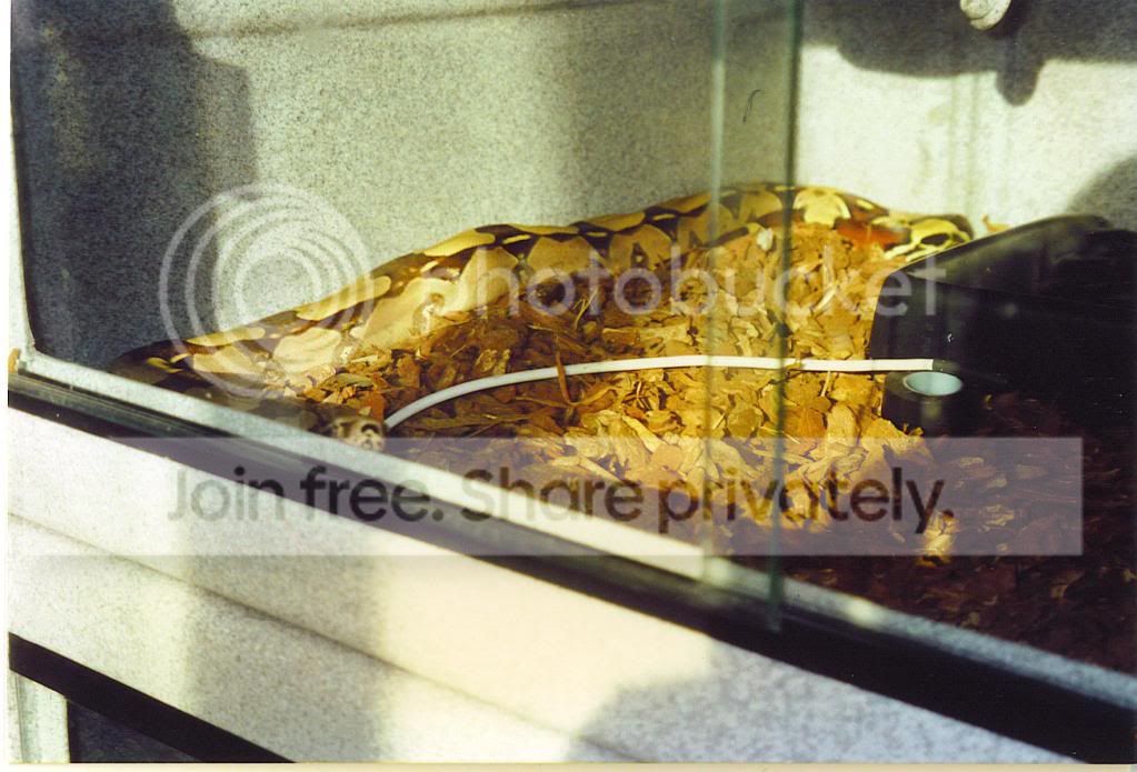 Natural Perfection | Reptile Forums